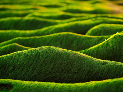 Algae as a future superfood - Food & Beverage Industry News